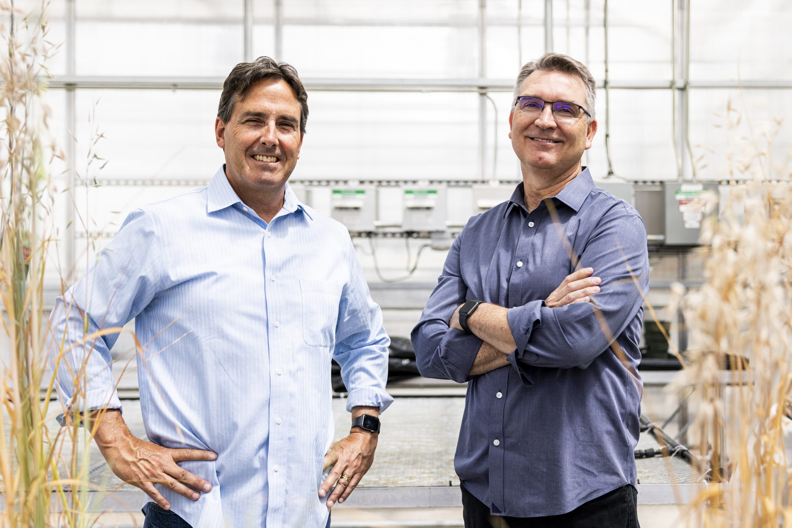 WSU, BYU release three new quinoas bred for global food security ...