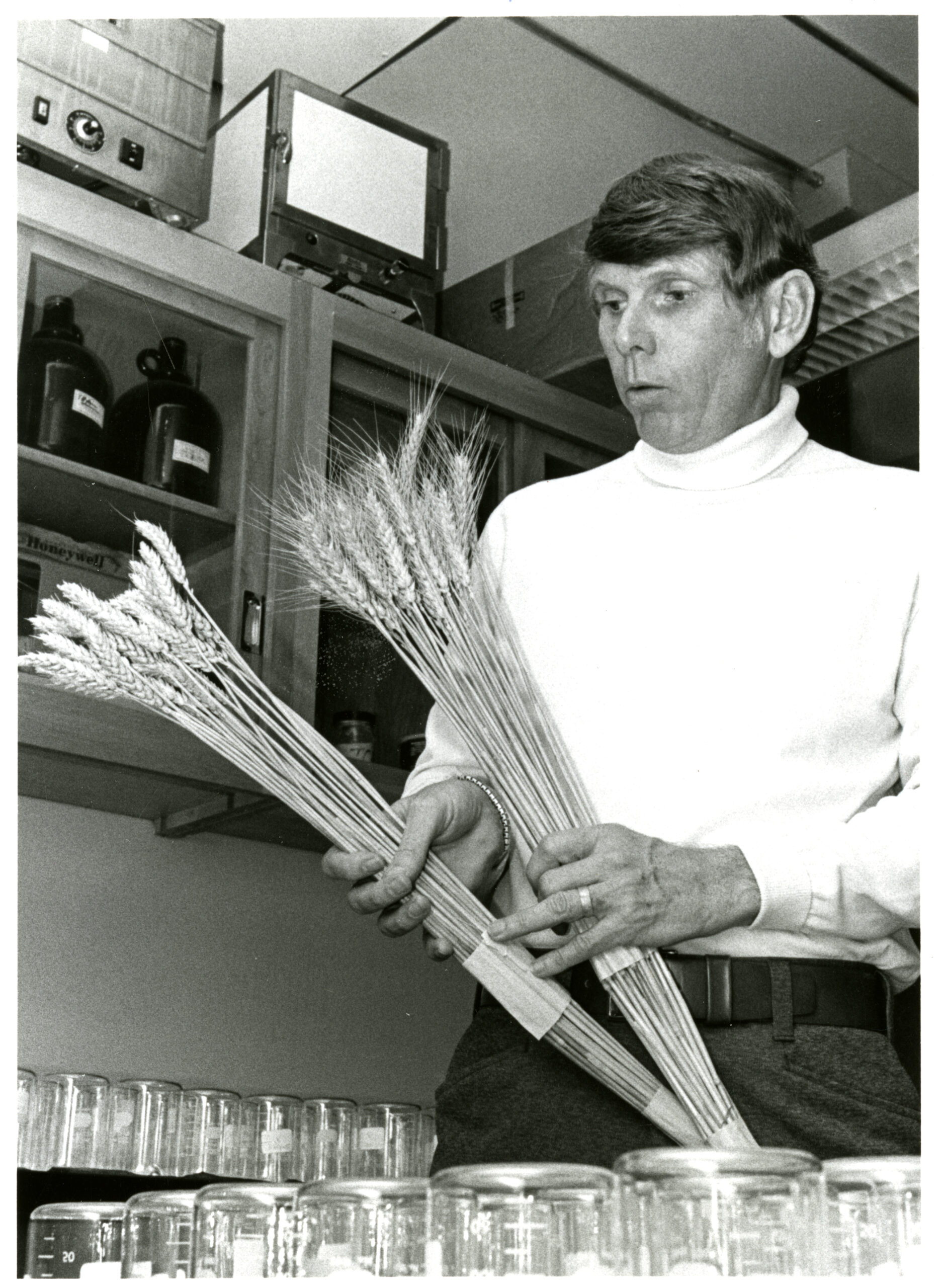 Public wheat breeders continue 130-year legacy of excellence | CAHNRS ...