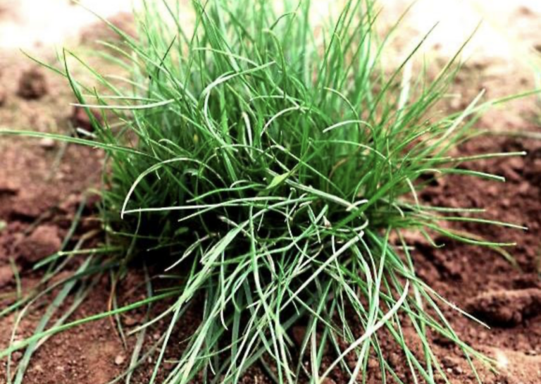 New WSU Extension guides help farmers face pea weevils, supplement beef ...