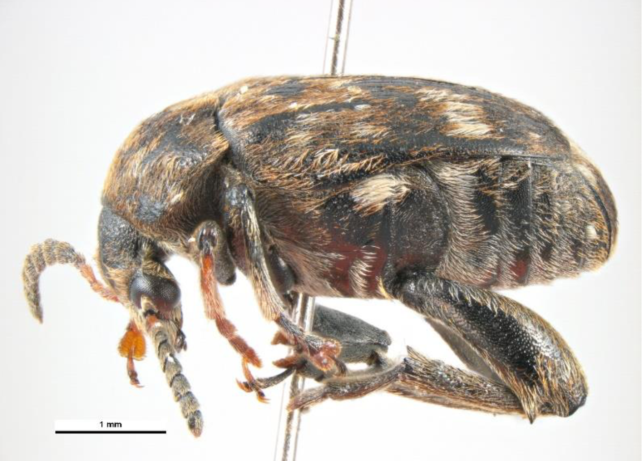 New WSU Extension guides help farmers face pea weevils, supplement beef ...