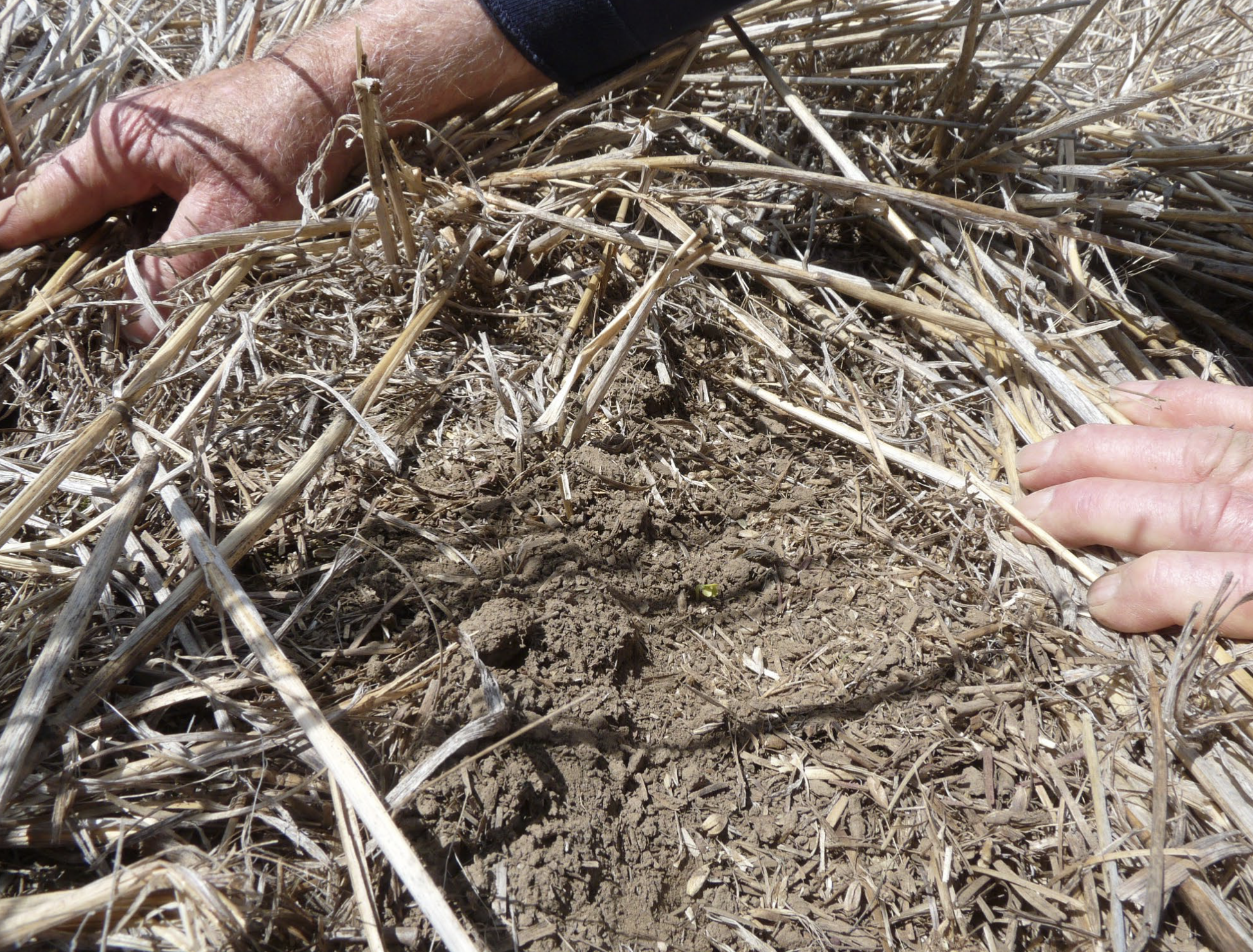 New from Extension: Crop soils as carbon sinks; blueberry economics ...