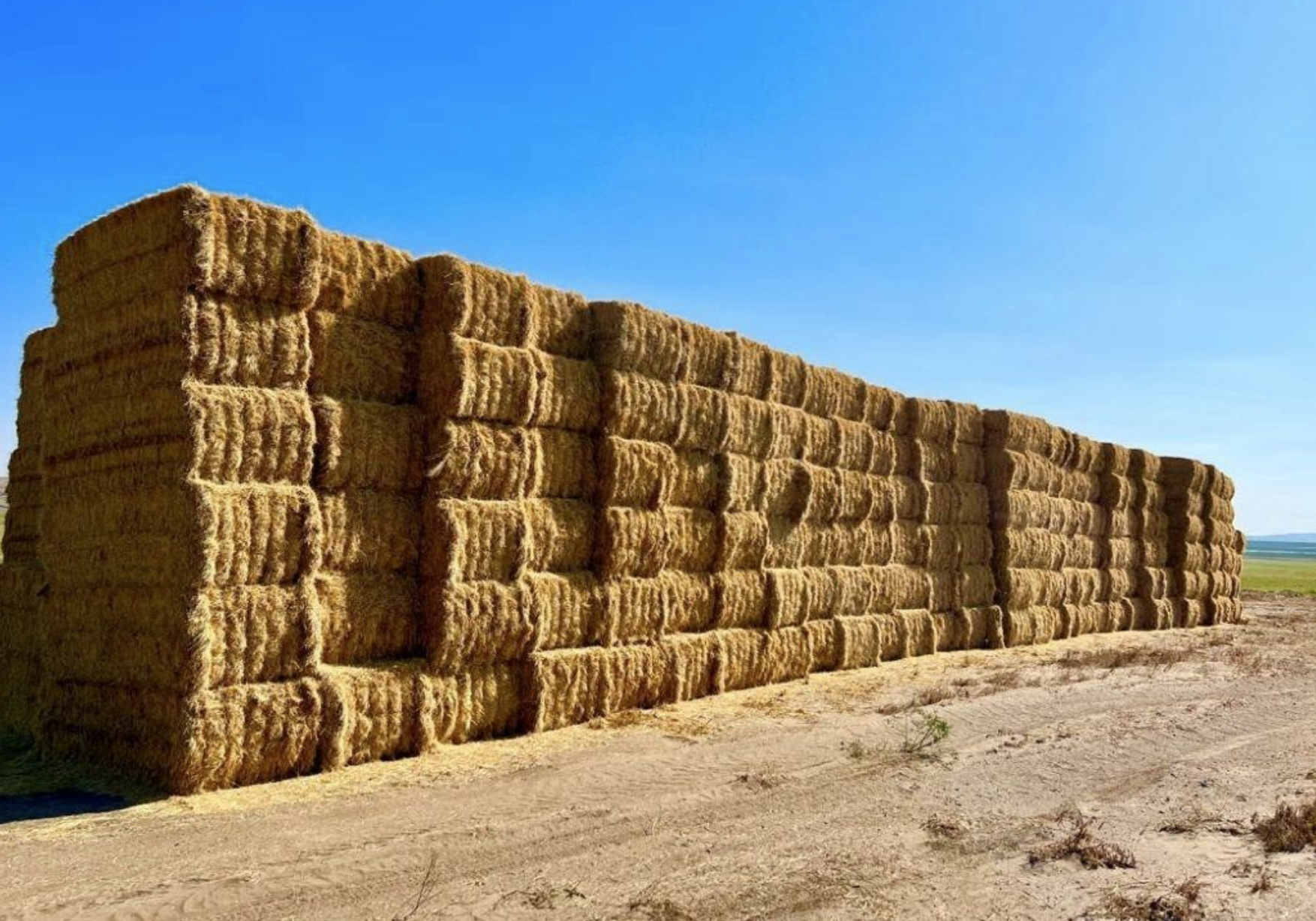 New from Extension: Invasive tree killers; tradeoffs of harvesting ...