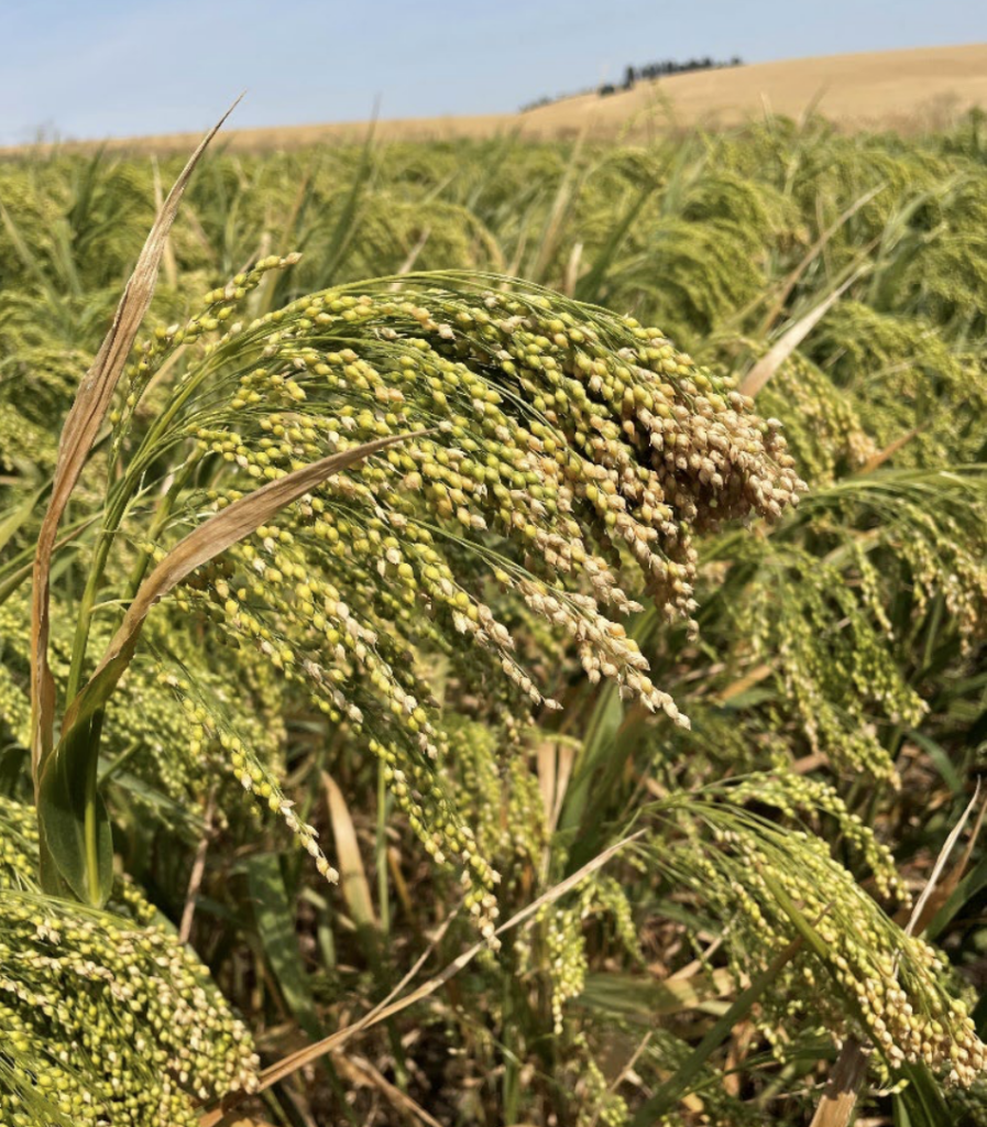 Department of Crop and Soil Sciences | Washington State University