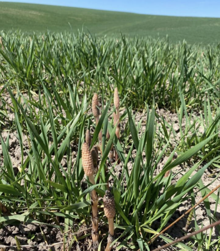 New from Extension: Manage ancient weeds in dryland cropping systems ...