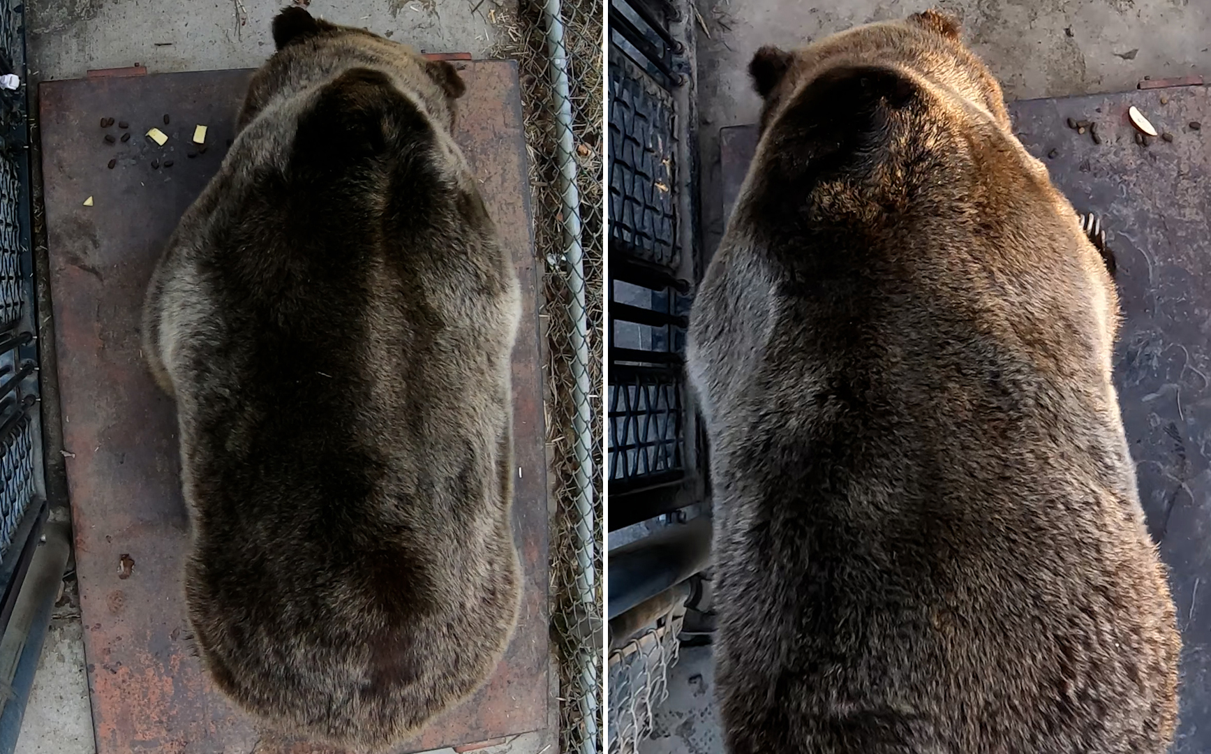 Long winter’s rest: WSU bears begin hibernation | CAHNRS News ...