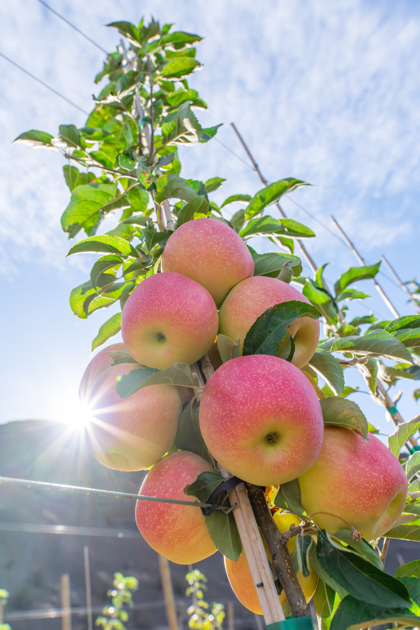 New from Extension: Gain early insights on WSU’s new apple and navigate ...