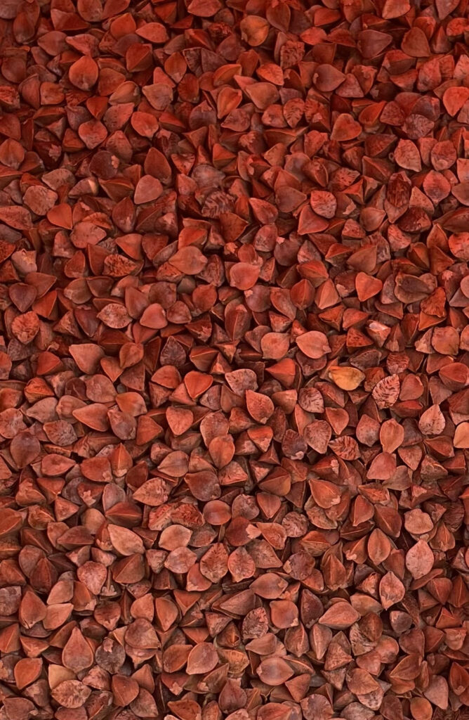 WSU’s first buckwheat variety named for inspiring Olympic Peninsula ...