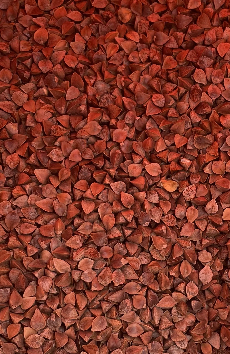 WSU’s first buckwheat variety named for inspiring Olympic Peninsula ...