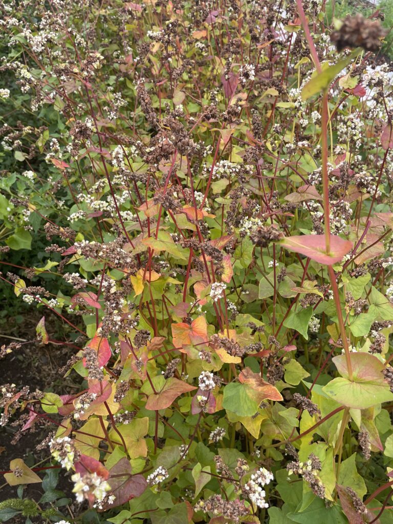 WSU’s first buckwheat variety named for inspiring Olympic Peninsula farmer | CAHNRS News ...
