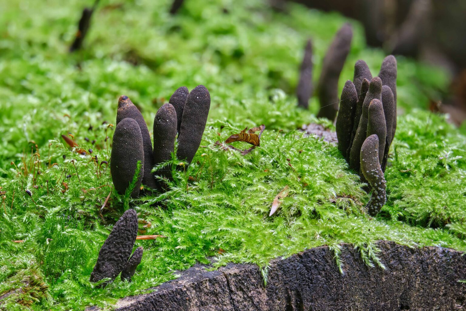 Dead man’s fingers, alien eggs, and zombies: Unwrapping the weird ...
