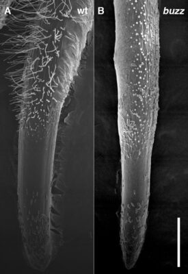 Gene required for root hair growth, nitrate foraging found in grasses ...