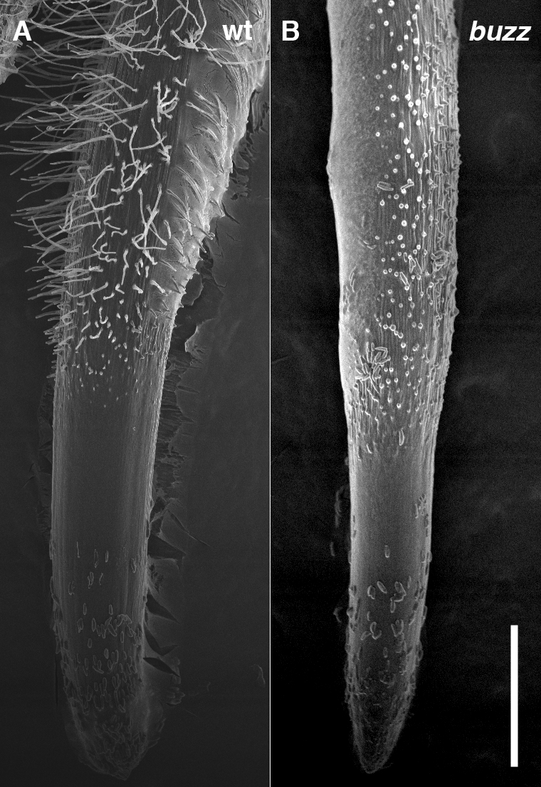 Gene required for root hair growth, nitrate foraging found in grasses ...