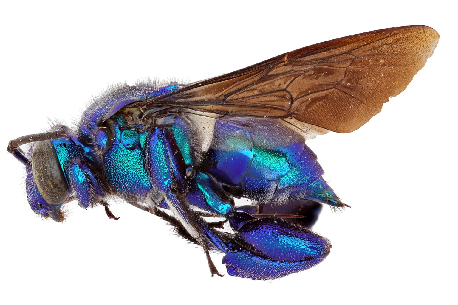 Bees likely evolved from ancient supercontinent, earlier than suspected ...