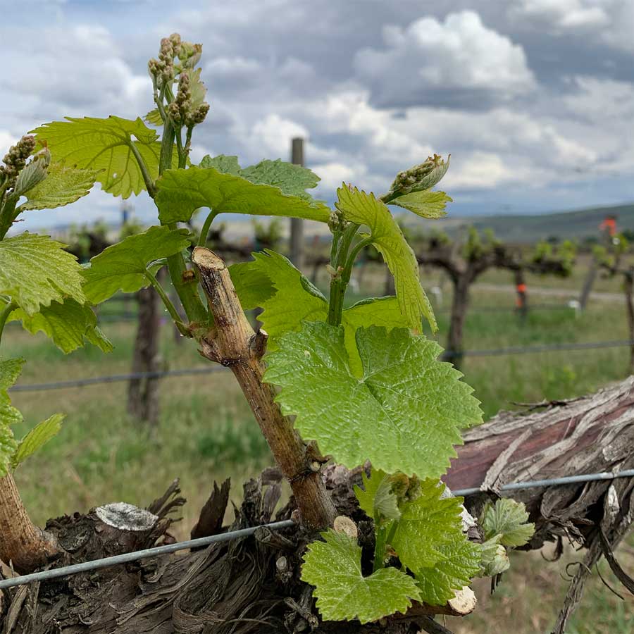 2024 Quarter 1 Newsletter | Integrated Pest Management | Washington ...