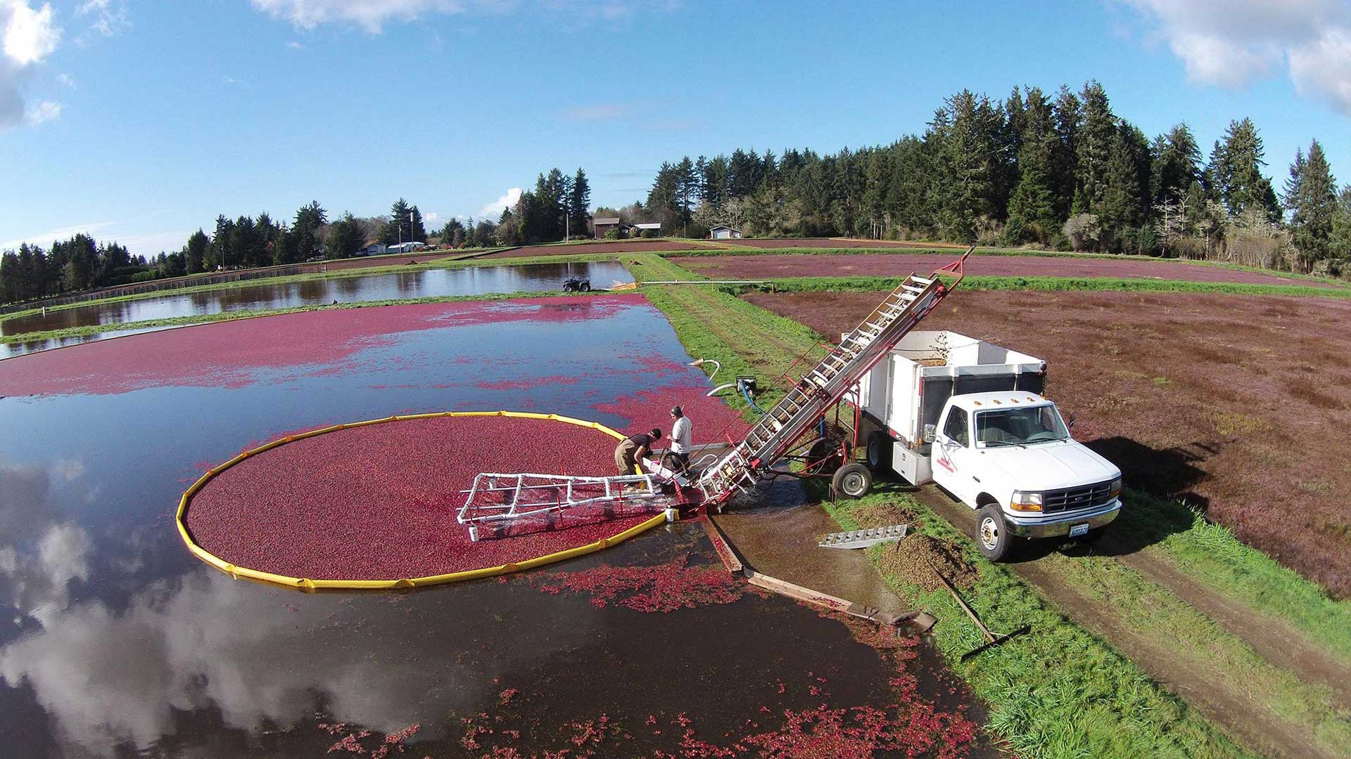 Cranberry Facts | Integrated Pest Management | Washington State University