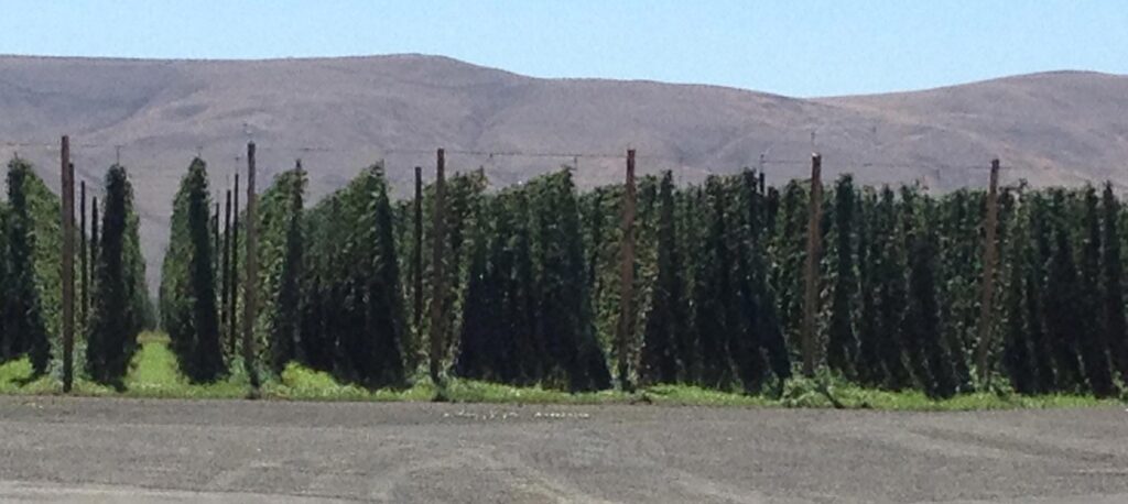 Hops | Integrated Pest Management | Washington State University