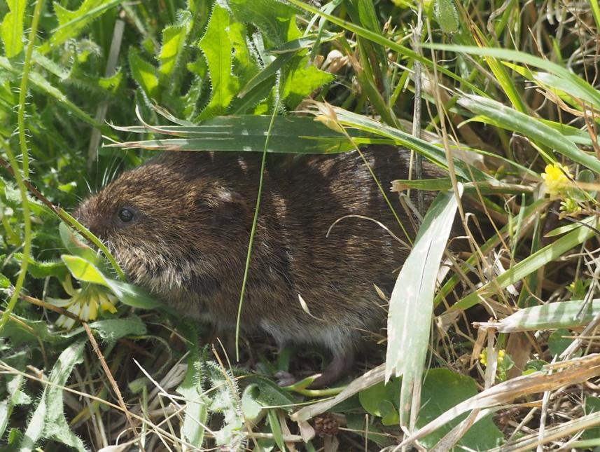 Vertebrate: Voles | Hortsense | Washington State University