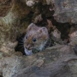 Vertebrate: Voles | Hortsense | Washington State University