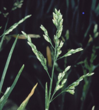 Weeds: Annual bluegrass – Poa annua | Hortsense | Washington State ...