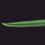 Weeds: Annual bluegrass – Poa annua | Hortsense | Washington State ...