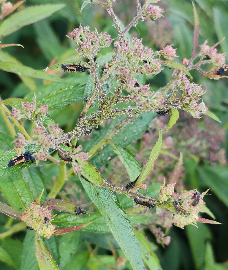 Common Insects and Mites: Aphids | Hortsense | Washington State University