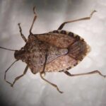Apple: Brown marmorated stink bug | Hortsense | Washington State University