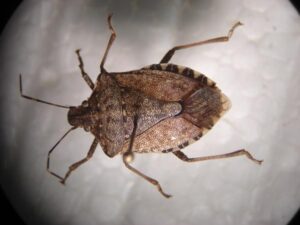 Apricot: Brown marmorated stink bug | Hortsense | Washington State ...