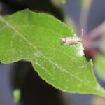 Apple: Codling moth | Hortsense | Washington State University