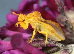 Predatory Bugs : Ambush bugs | Hortsense | Washington State University