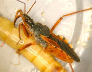Predatory Bugs : Assassin bug | Hortsense | Washington State University