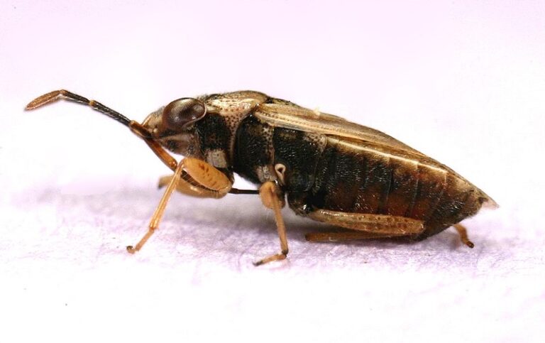 Predatory Bugs : Big-eyed bugs | Hortsense | Washington State University