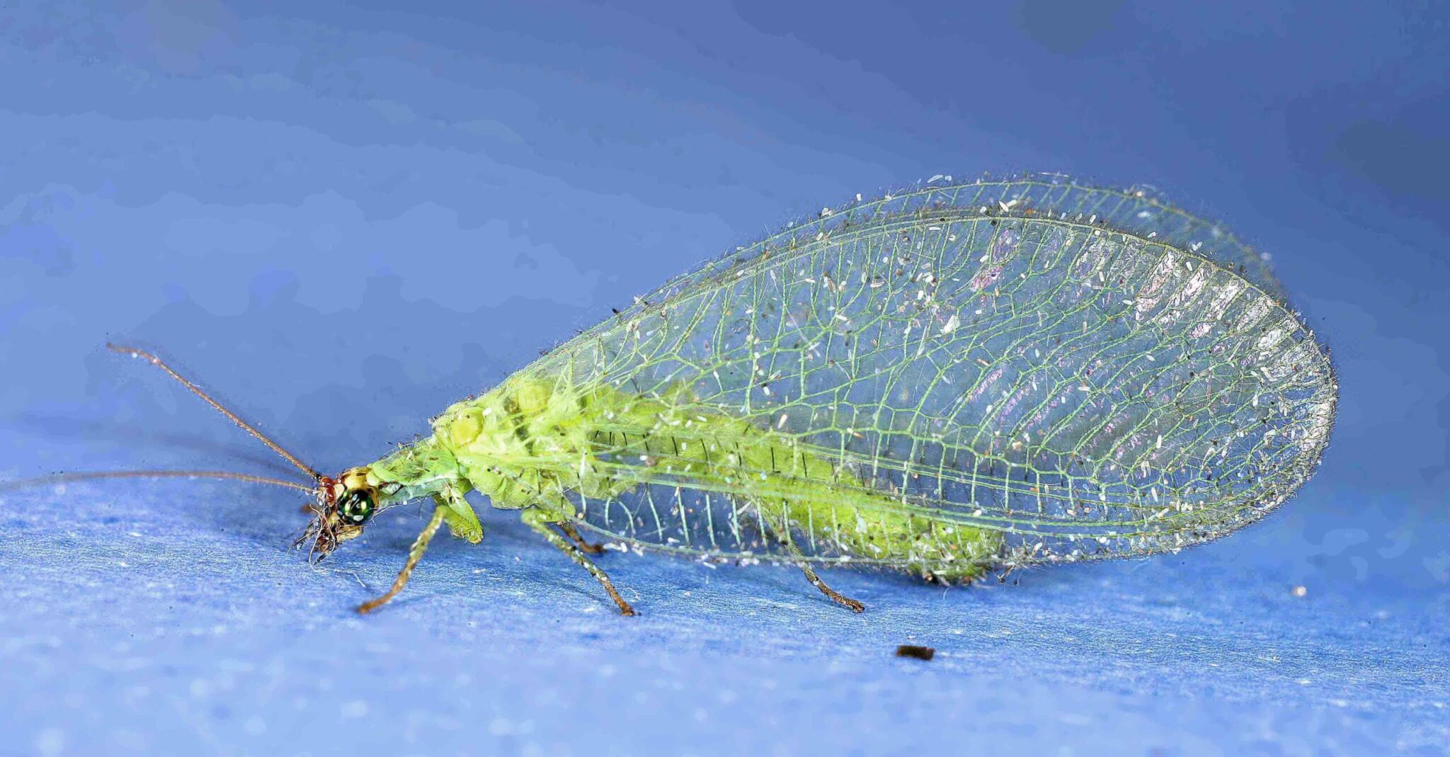 Lacewings | Hortsense | Washington State University