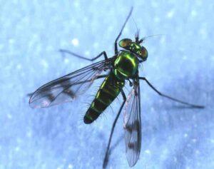 Predatory Flies : Long legged flies | Hortsense | Washington State ...