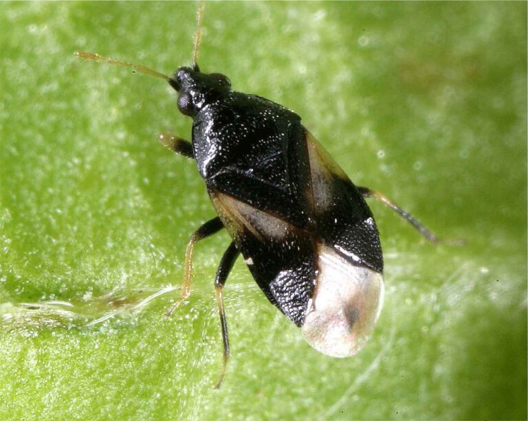 Predatory Bugs : Minute pirate bugs | Hortsense | Washington State ...