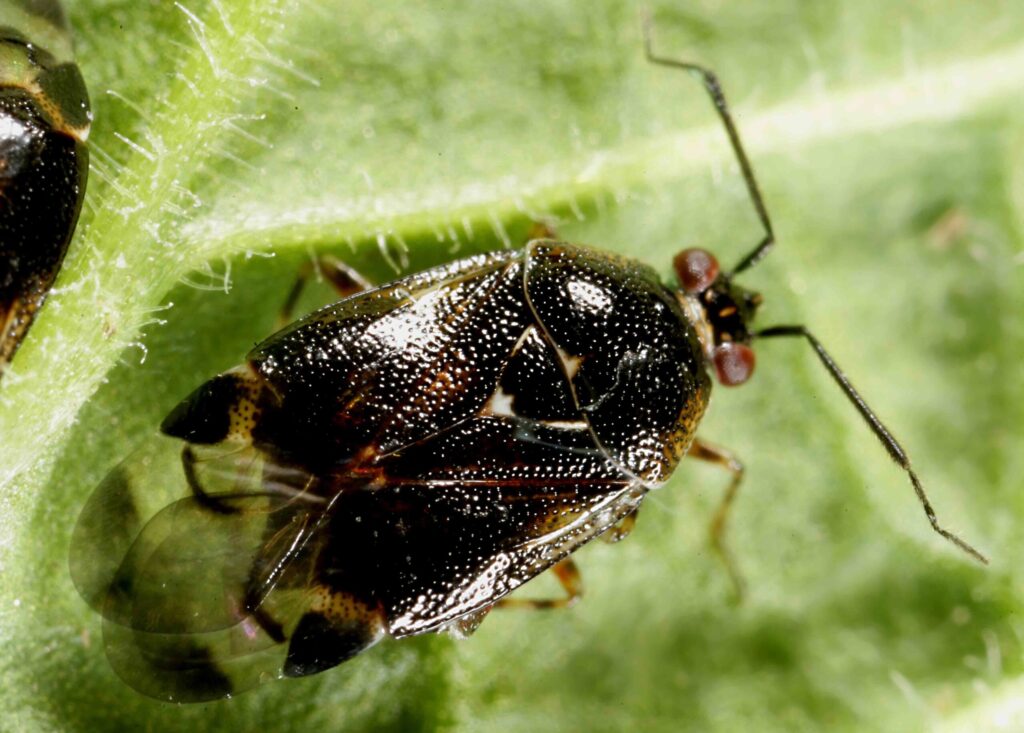 Predatory Bugs : Mirids | Hortsense | Washington State University