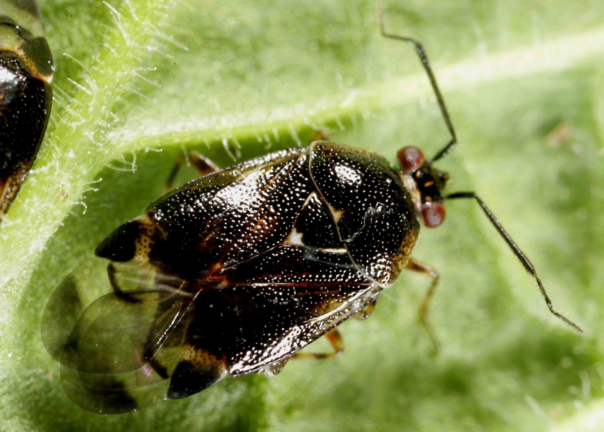 Predatory Bugs : Mirids | Hortsense | Washington State University
