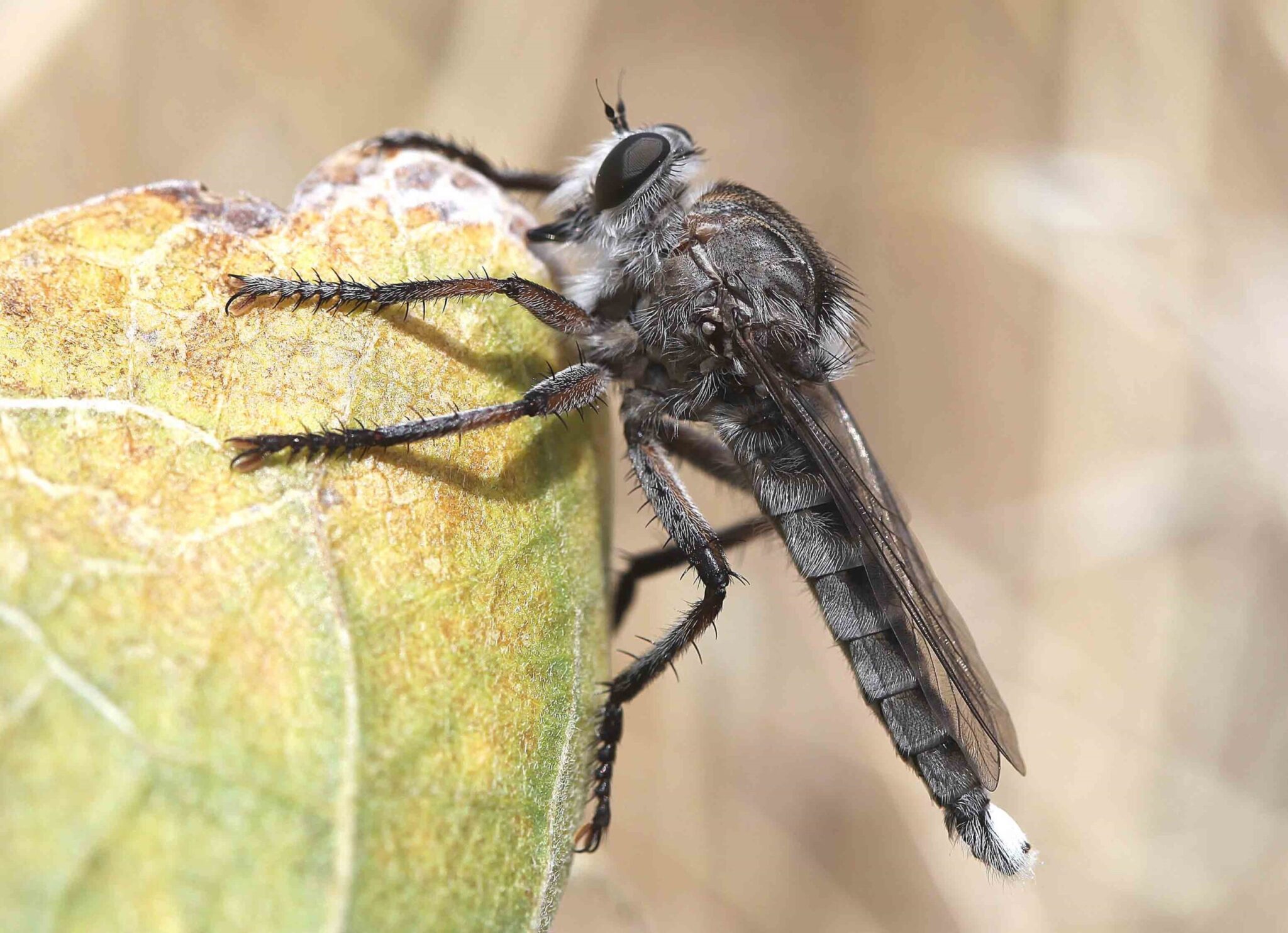 Predatory Flies : Robber flies | Hortsense | Washington State University