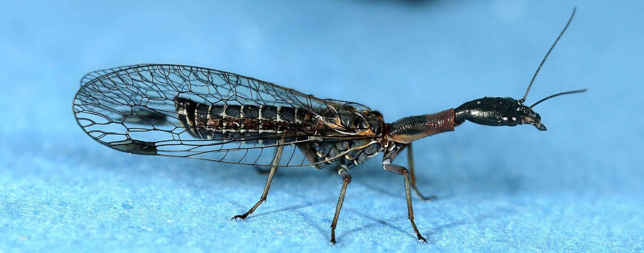 Snakeflies | Hortsense | Washington State University