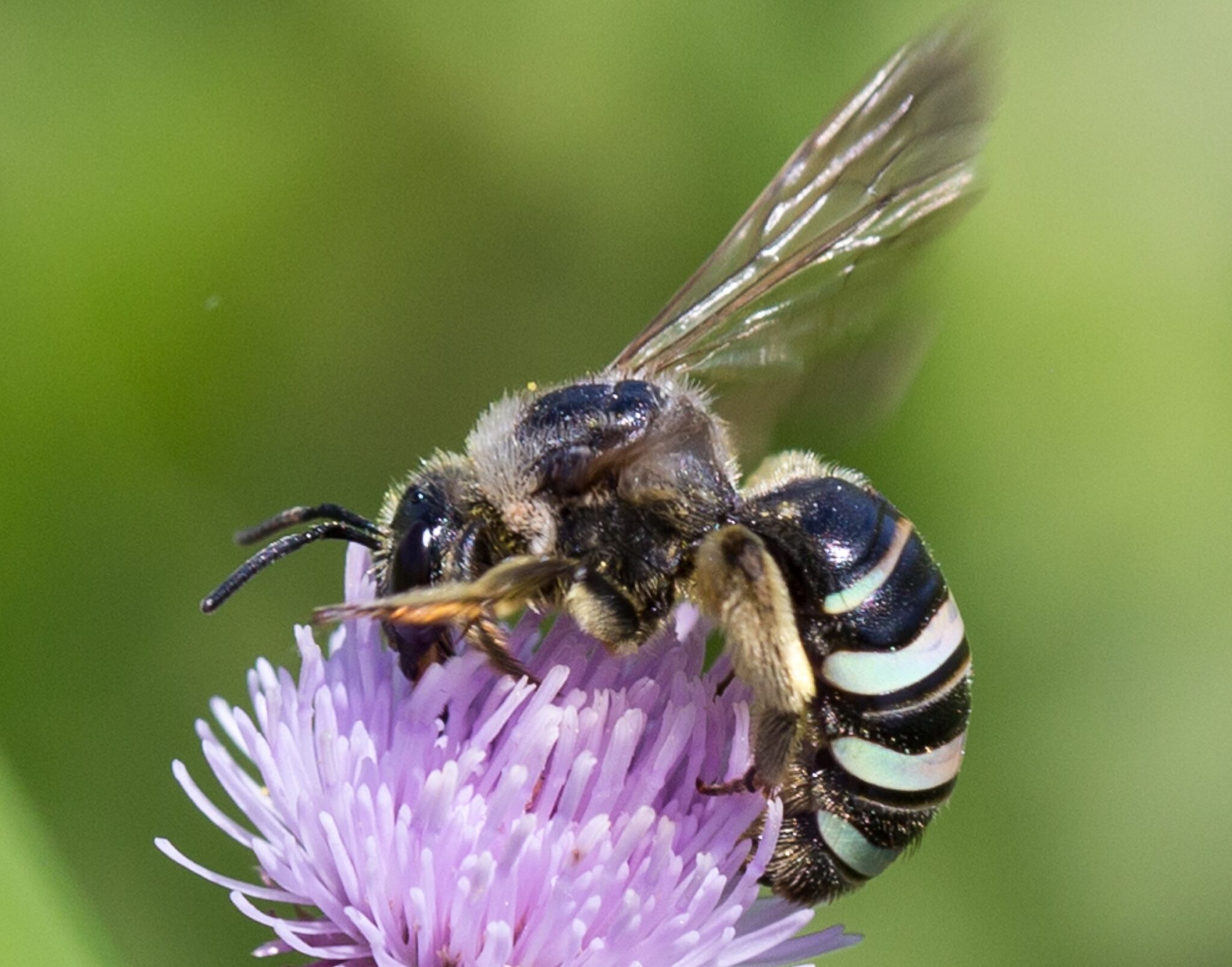 Halictidae: Alkali Bees, Sweat Bees and Cuckoo Bees | Hortsense ...