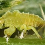 Predatory Bugs : Ambush bugs | Hortsense | Washington State University