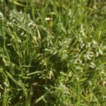 Weeds: Annual bluegrass – Poa annua | Hortsense | Washington State ...