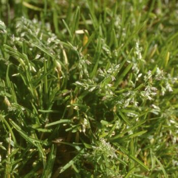 Weeds: Annual bluegrass – Poa annua | Hortsense | Washington State ...
