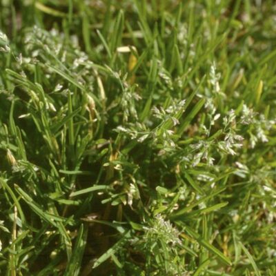 Weeds: Annual bluegrass – Poa annua | Hortsense | Washington State ...