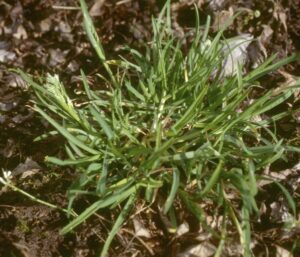 Weeds: Annual bluegrass – Poa annua | Hortsense | Washington State ...