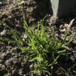 Weeds: Annual bluegrass – Poa annua | Hortsense | Washington State ...