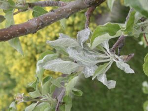 Apple: Powdery mildew | Hortsense | Washington State University