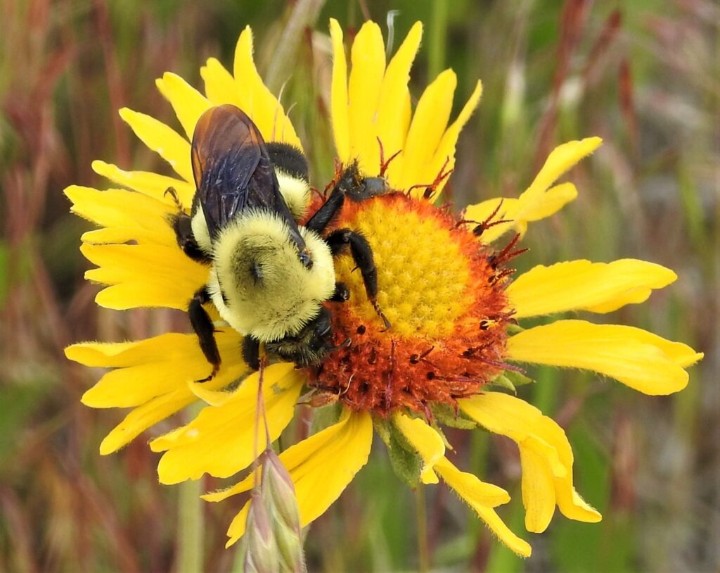 Pollinators: Creating Pollinator Habitat in Urban Gardens | Hortsense ...