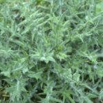 Weeds: Bull thistle – Cirsium vulgare | Hortsense | Washington State ...