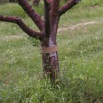 Apple: Codling moth | Hortsense | Washington State University