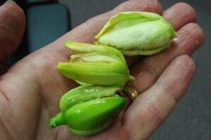 Daylily: Daylily gall midge | Hortsense | Washington State University